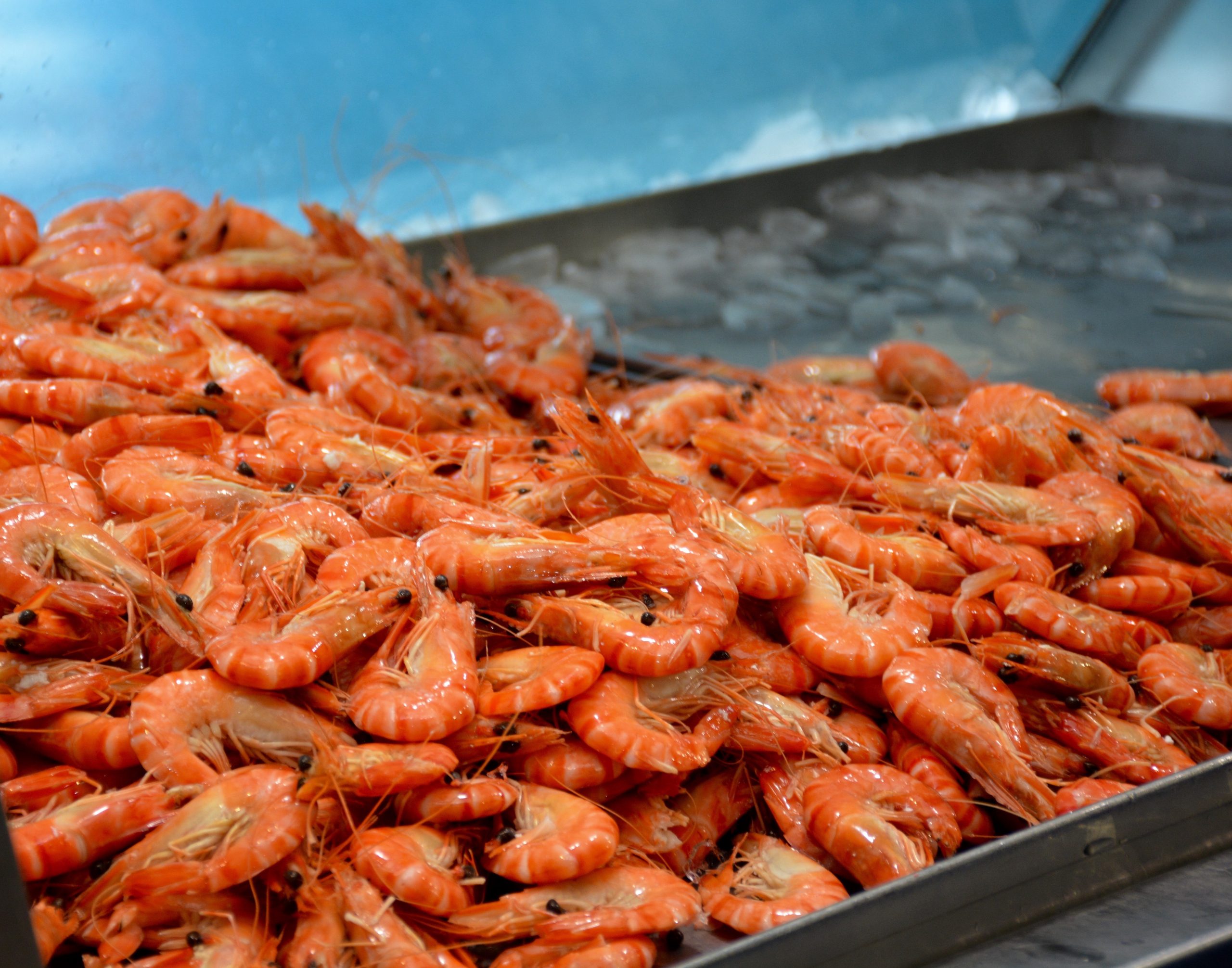 Fishermen's Co-op – Local Fishermen Bringing You Only The Best