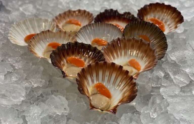 Scallops – Mussells – Shellfish – Fishermen's Co-op